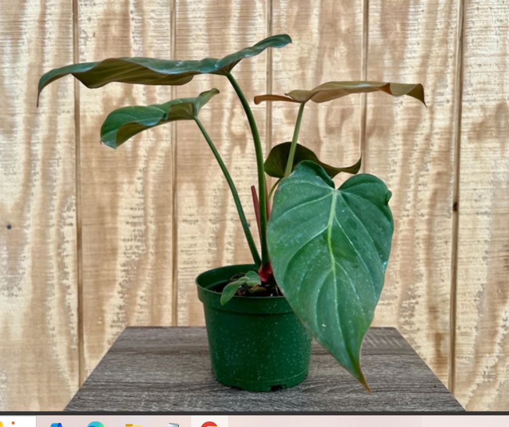 Philodendron Summer Glory | Boulevard Flower Gardens