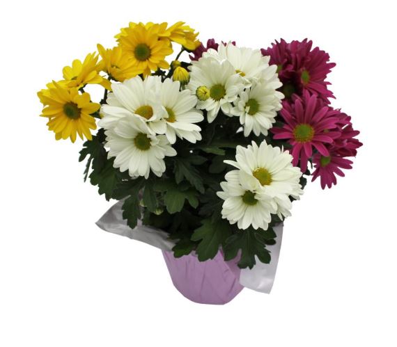 TF Mum 6" | Boulevard Flower Gardens