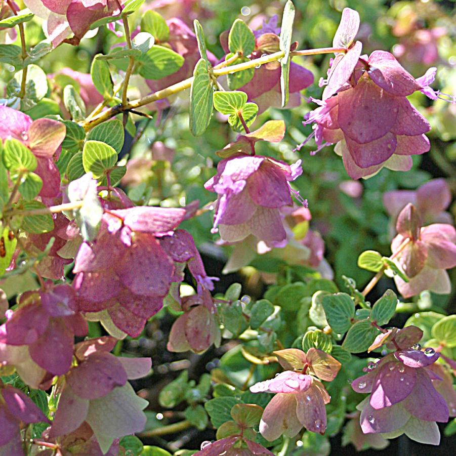 Oregano Kent Beauty | Boulevard Flower Gardens