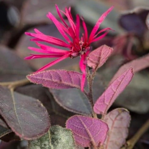 Loropetalum Crimson Fire | Boulevard Flower Gardens