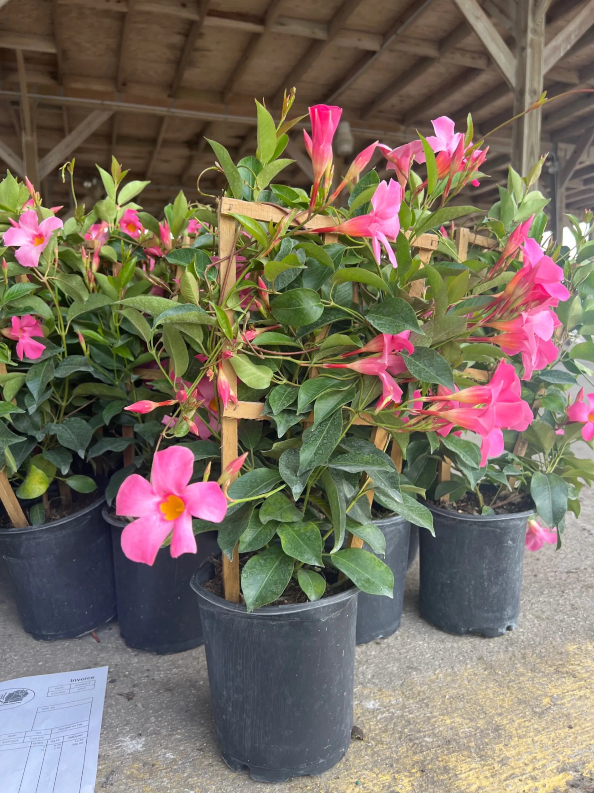 Mandevilla Trellis | Boulevard Flower Gardens