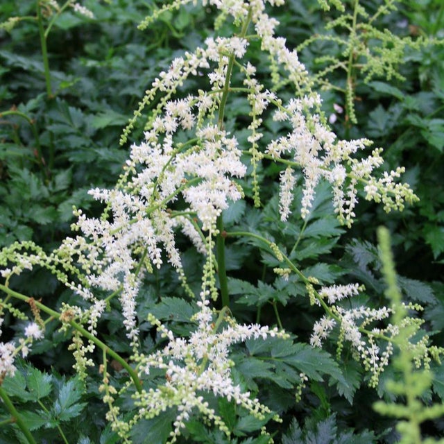 astilbe 'sprite'