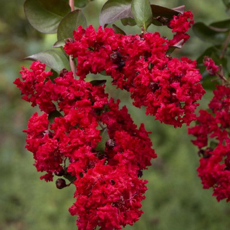 Lager Dynamite | Boulevard Flower Gardens