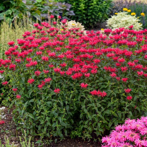 Monarda Red Velvet Bee Balm | Boulevard Flower Gardens