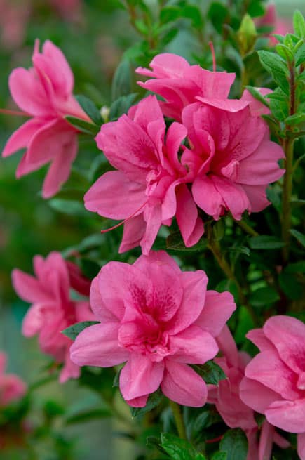 Azalea Encore Autumn Empress (Deep Pink) | Boulevard Flower Gardens