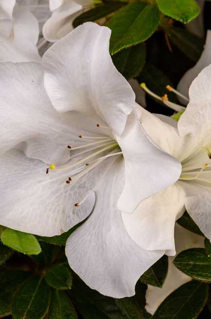 Azalea Encore Autumn Ivory 3 (White) | Boulevard Flower Gardens