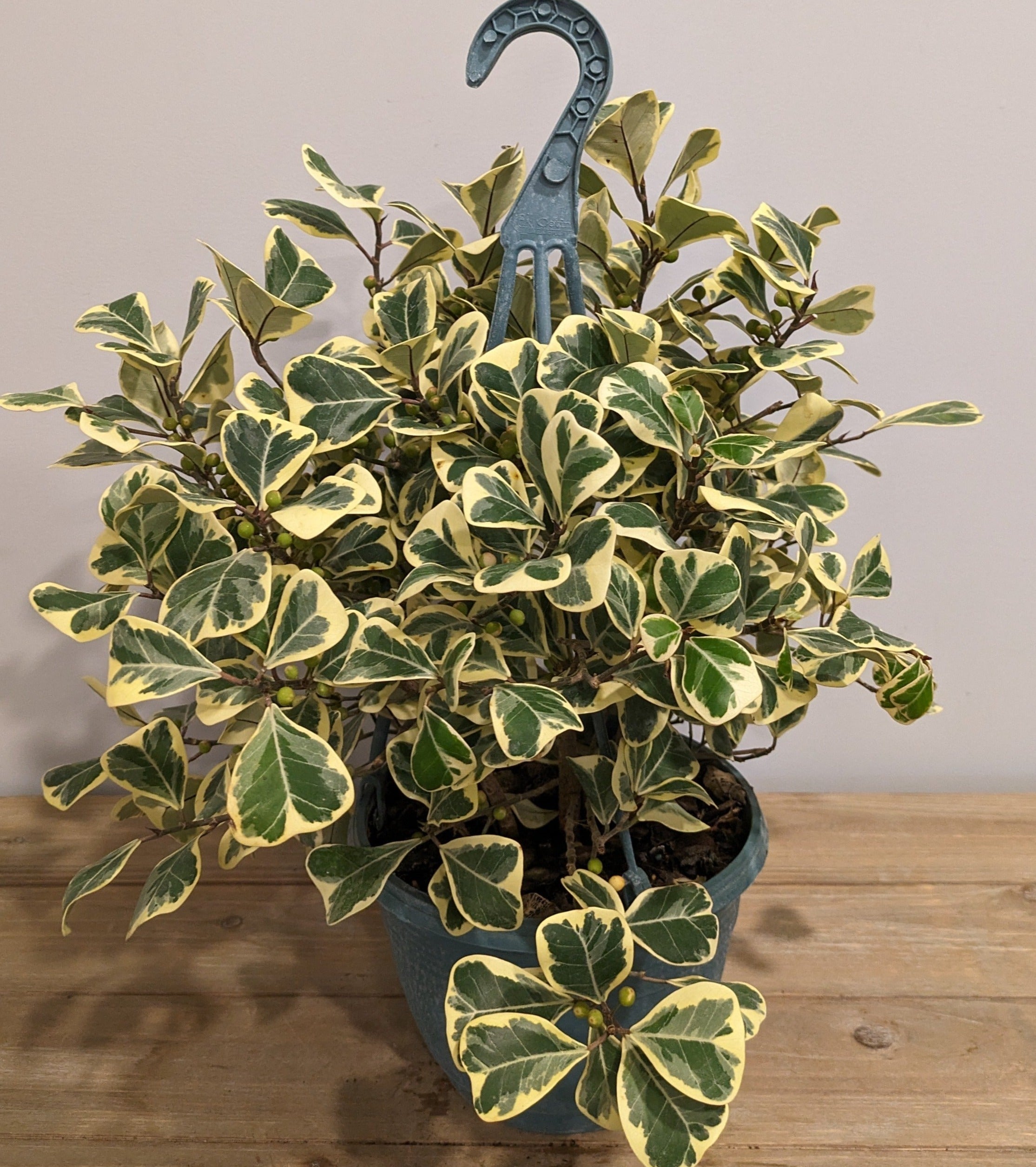Ficus Triangularis | Boulevard Flower Gardens