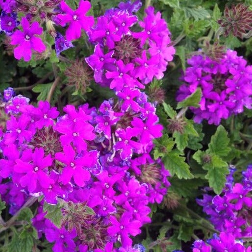 Verbena Homestead Purple | Boulevard Flower Gardens