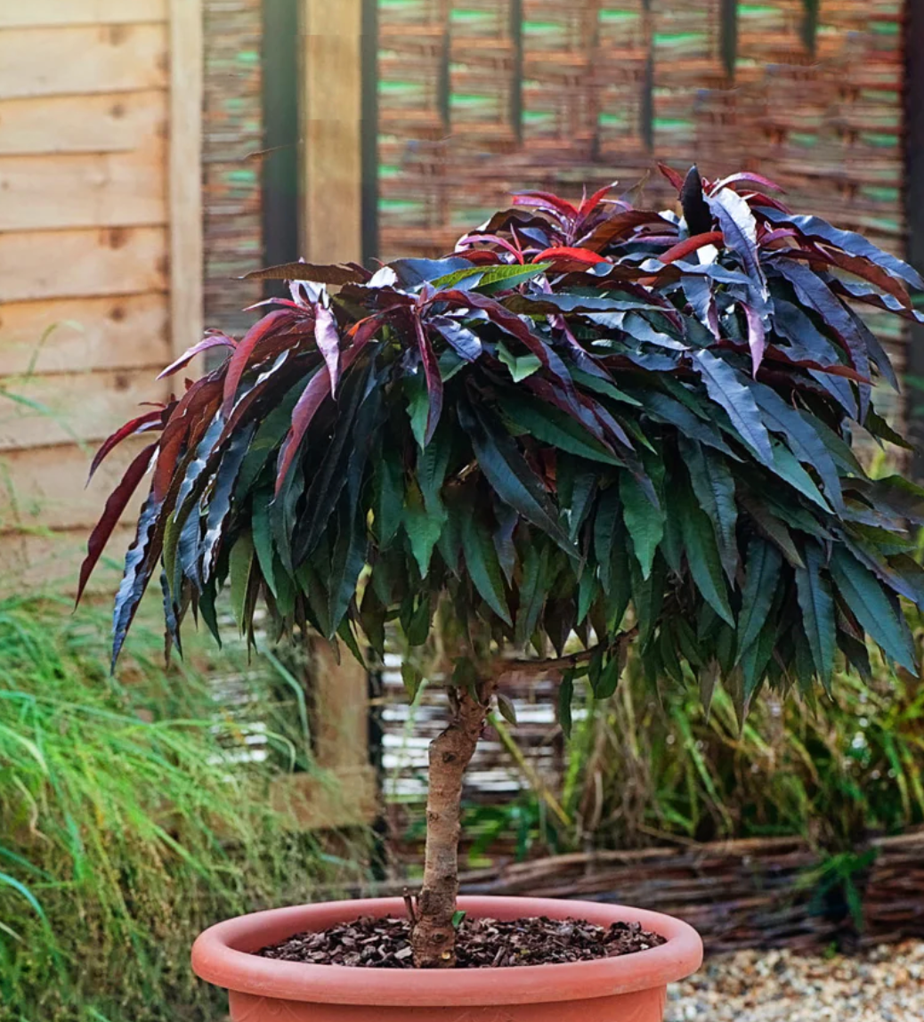 Prunus Flowering Bonfire Peach Dwarf 7 Gallon | Boulevard Flower Gardens
