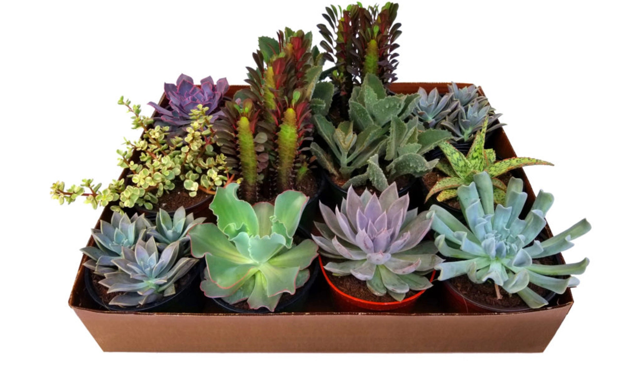 Succulent Assorted Basic 3-4" | Boulevard Flower Gardens