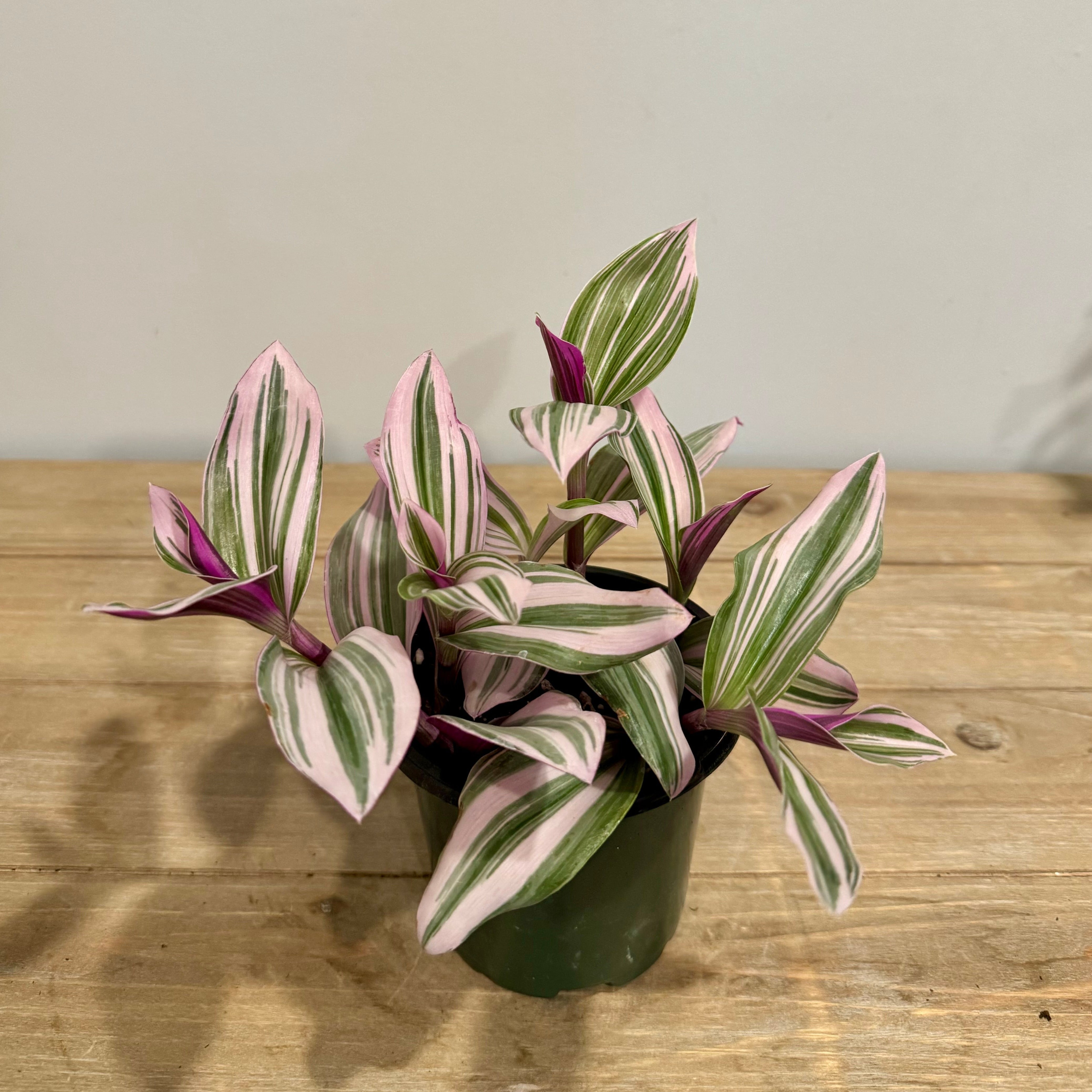 Tradescantia Nanouk | Boulevard Flower Gardens