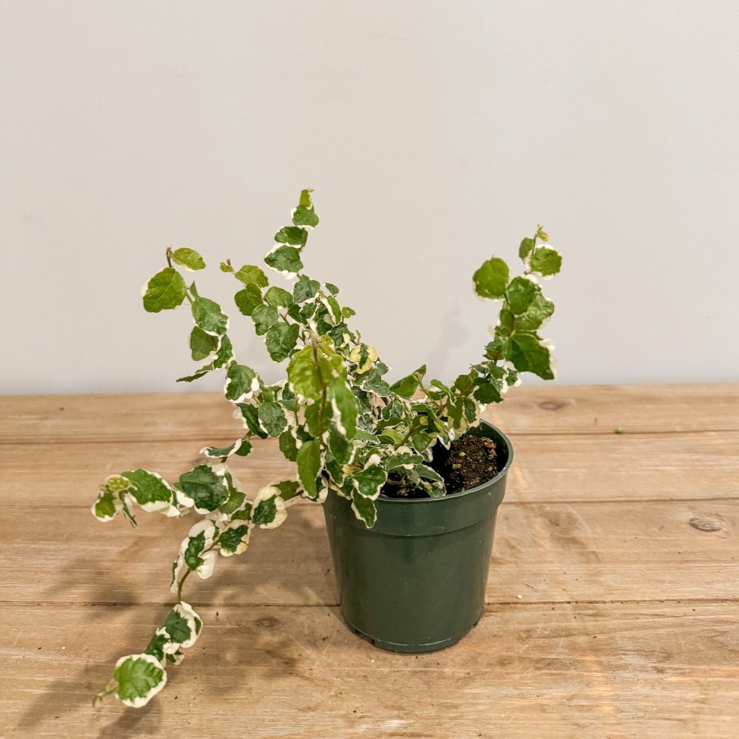 Ficus pumila Creeping Fig Variegated 4" | Boulevard Flower Gardens