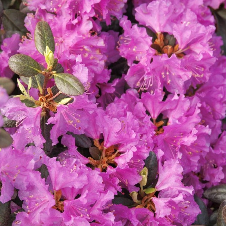 Rhododendron PJM Elite | Boulevard Flower Gardens