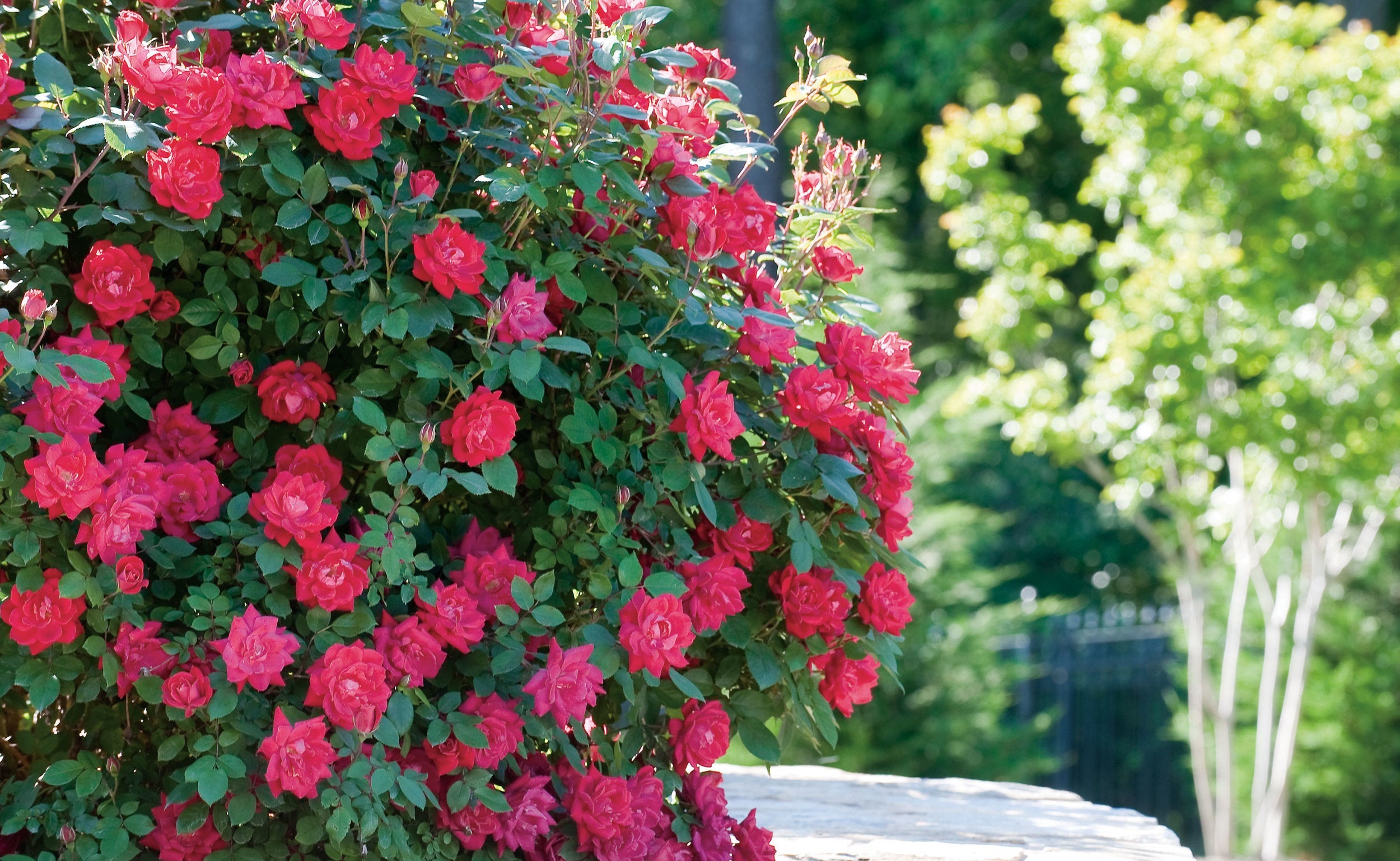 Rose Knock Out 3 Gallon | Boulevard Flower Gardens