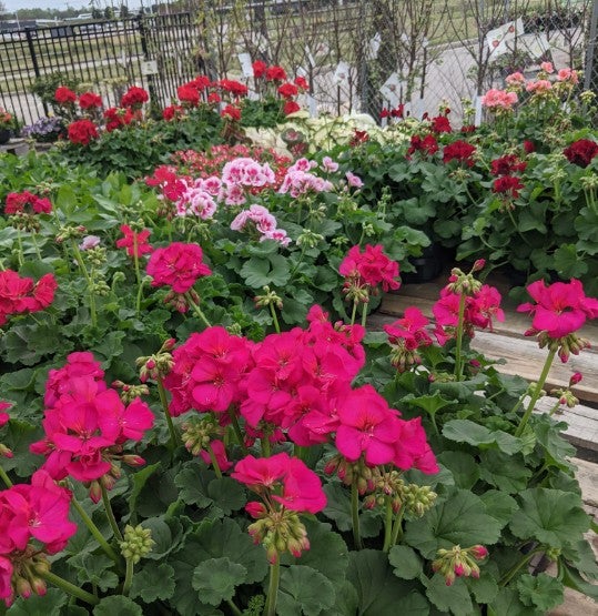 Boulevard Flower Gardens