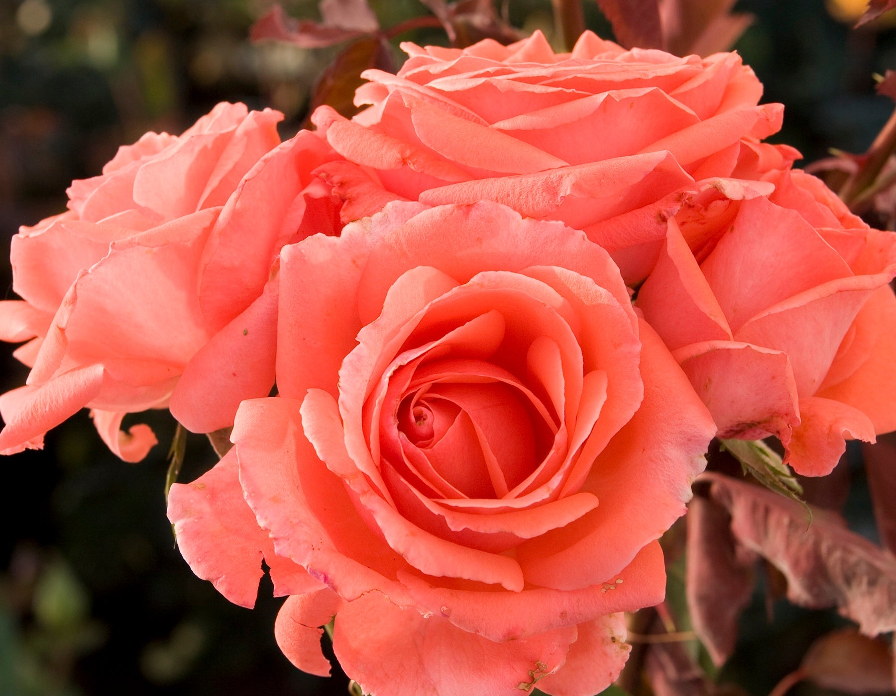 Rose America Cl 3 Gal | Boulevard Flower Gardens