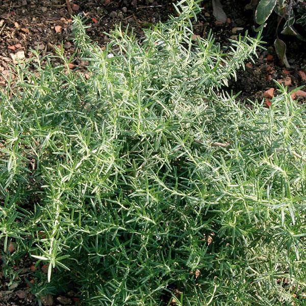 Rosemary prostratus Trailing | Boulevard Flower Gardens