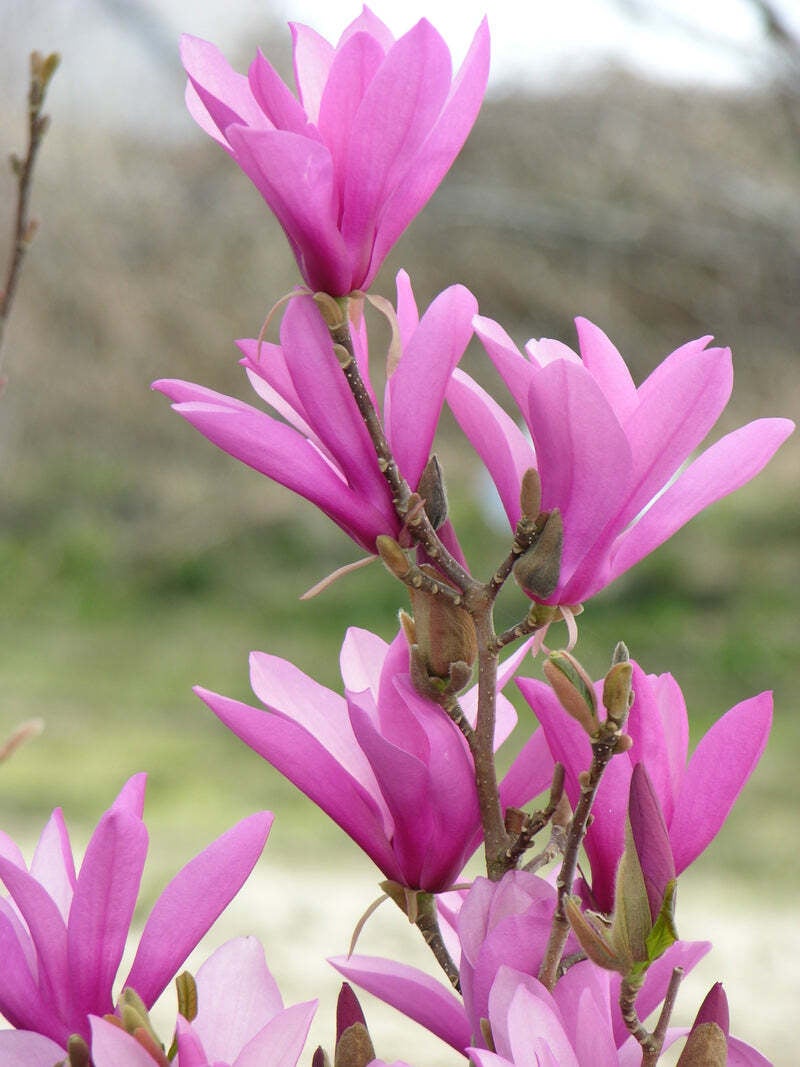 Magnolia Ann 1 Gallon | Boulevard Flower Gardens