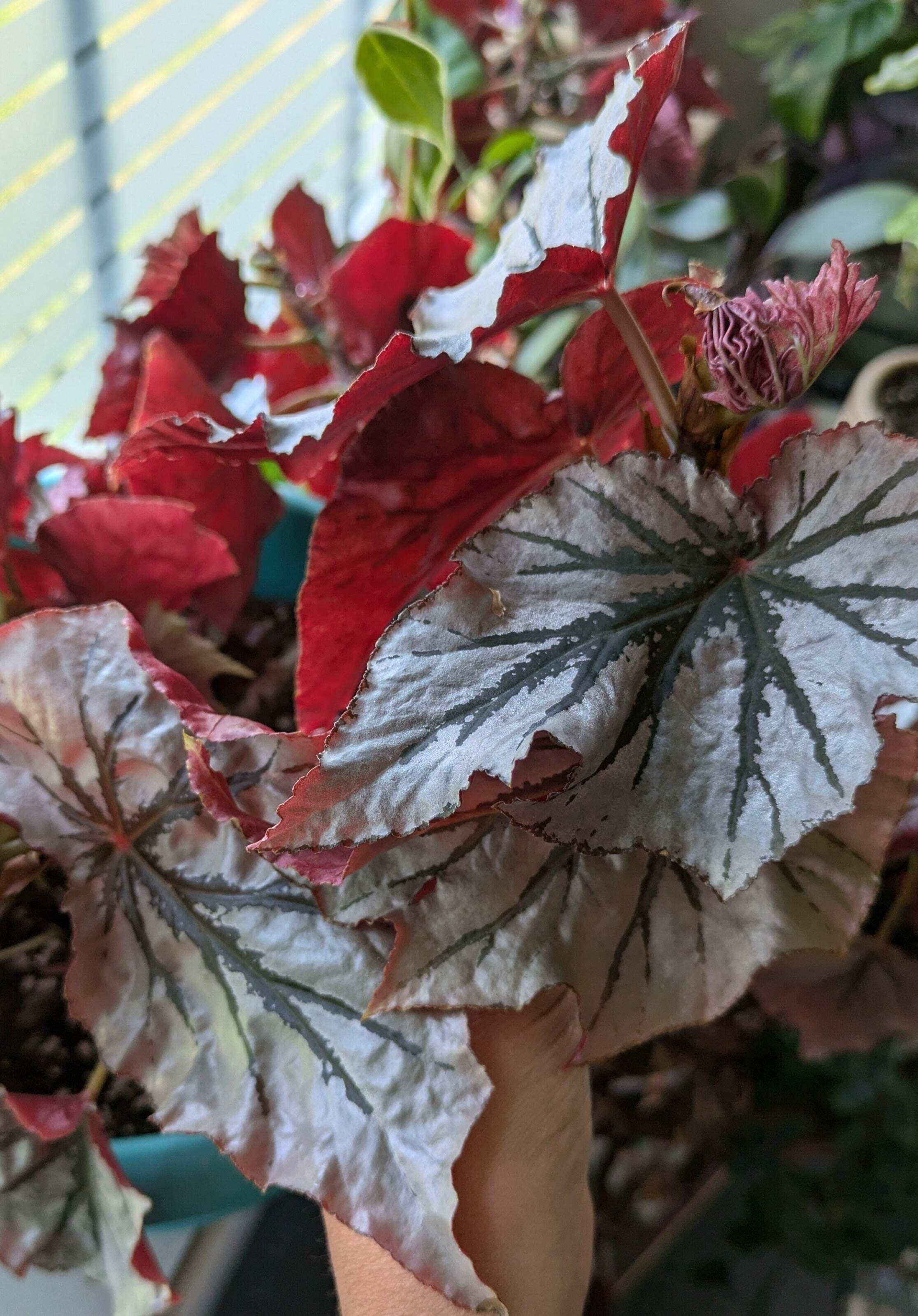 Begonia Looking Glass 4" | Boulevard Flower Gardens