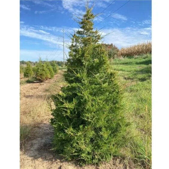 Juniperus virginiana Eastern Red Cedar | Boulevard Flower Gardens