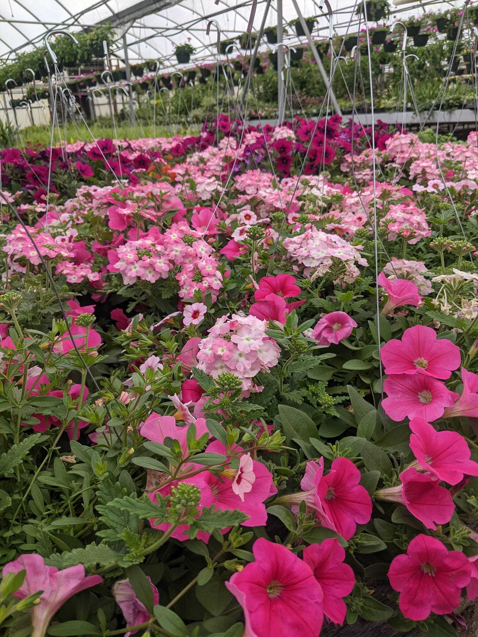 HB Blooming Annual | Boulevard Flower Gardens