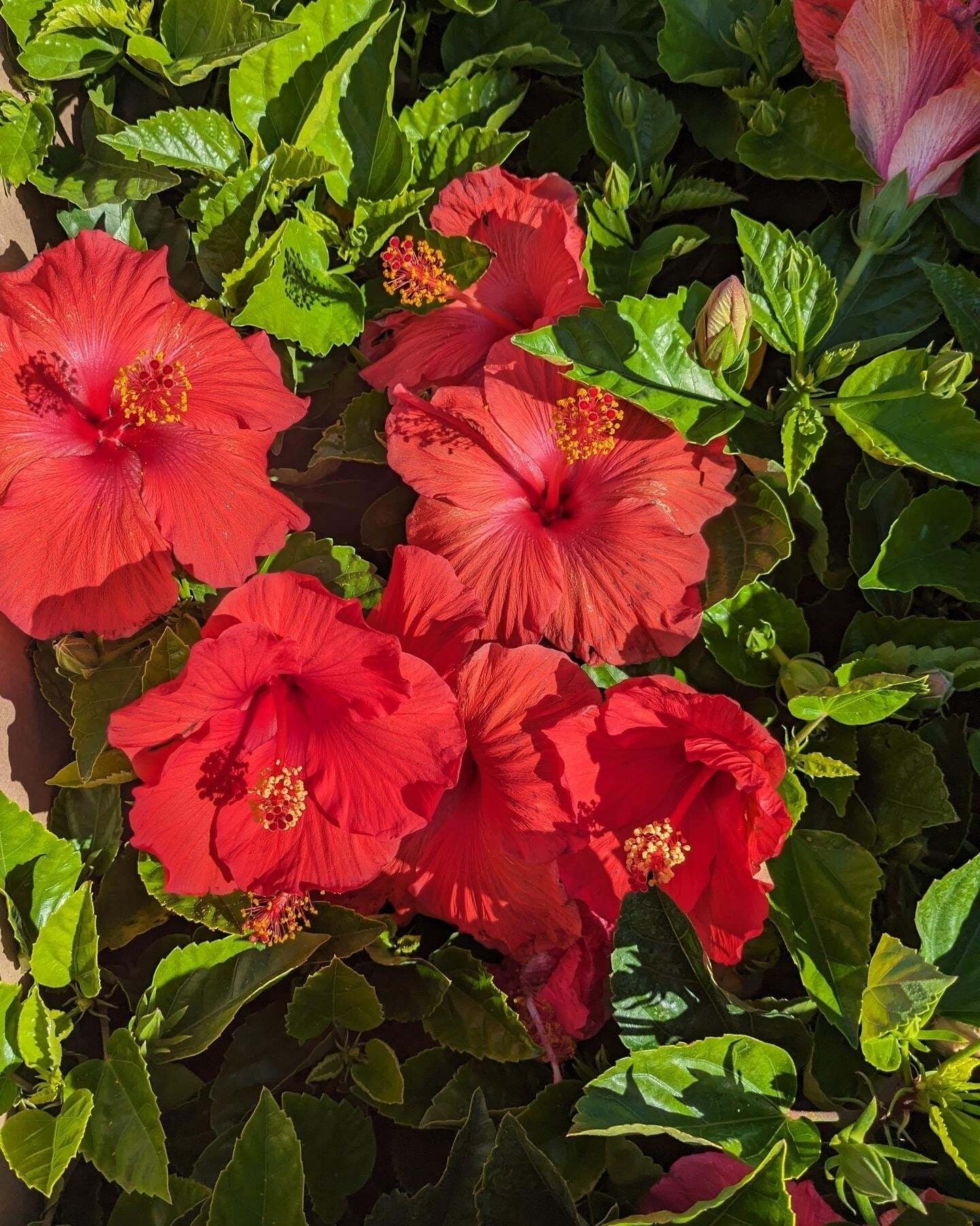 Tropical Hibiscus | Boulevard Flower Gardens