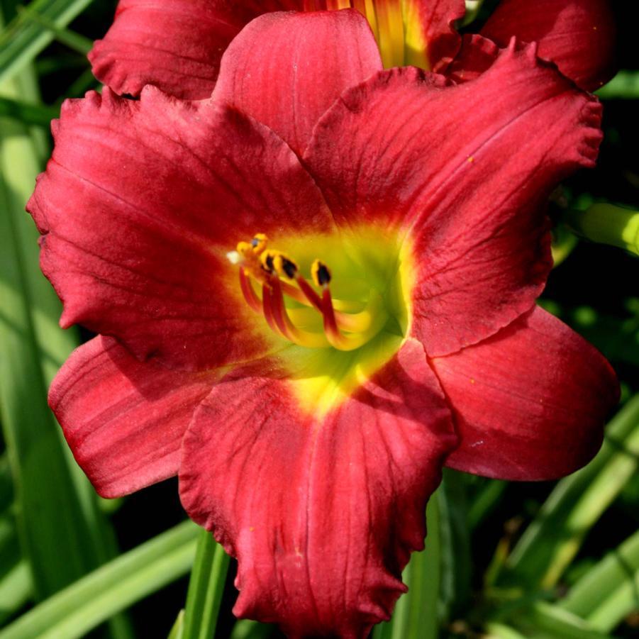 Hemerocallis Ruby Stella Daylily 1 Gal | Boulevard Flower Gardens