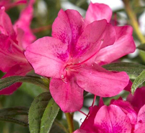 Azalea Encore Autumn Jewel 3 Gallon (Pink) | Boulevard Flower Gardens