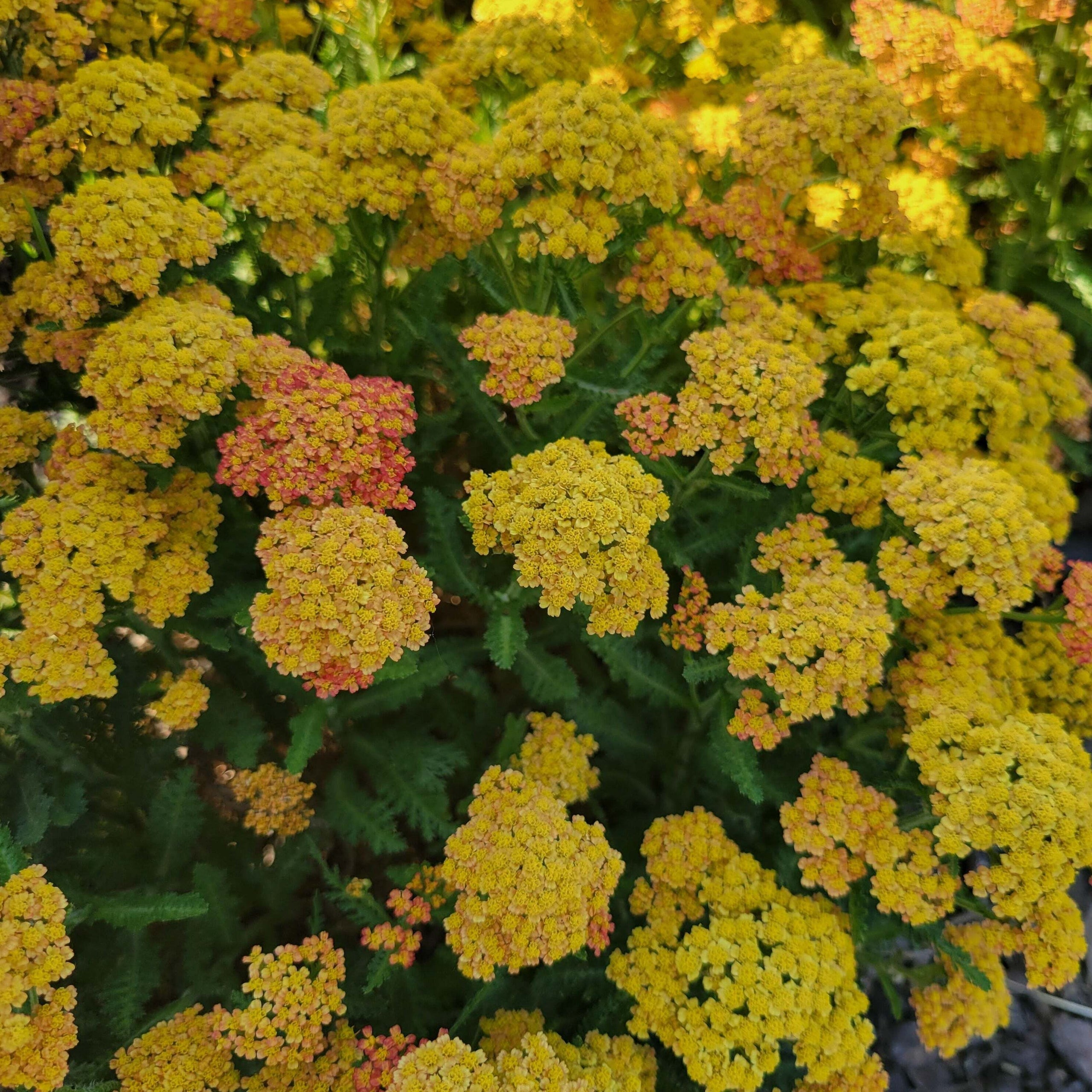 Achillea Milly Rock Yellow Terracotta 1 Gal | Boulevard Flower Gardens
