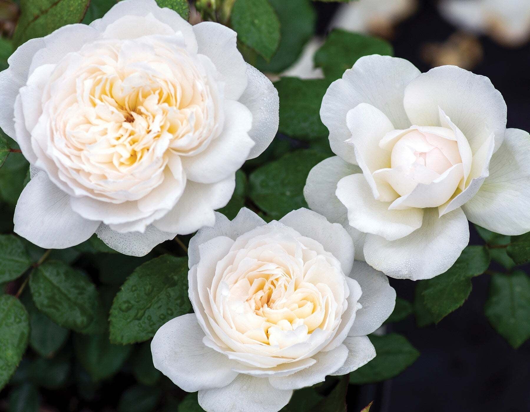 Rose Bolero 3 Gallon | Boulevard Flower Gardens