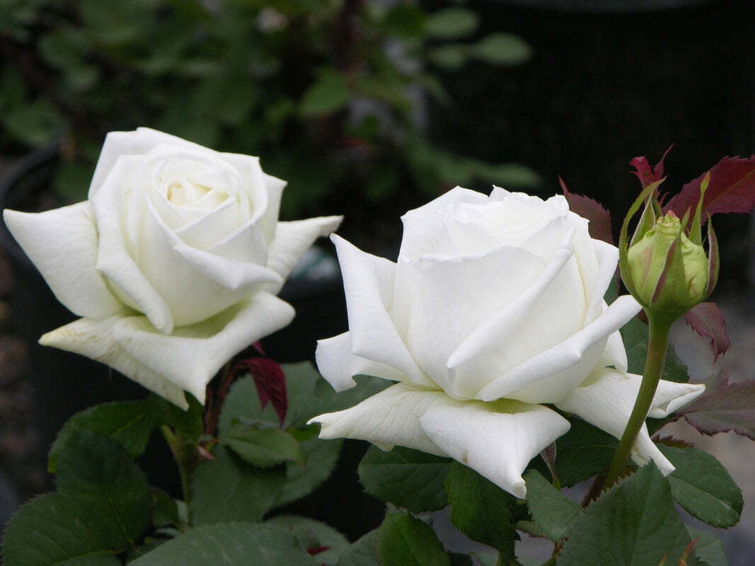 Rose Pope John Paul II 3 Gal | Boulevard Flower Gardens
