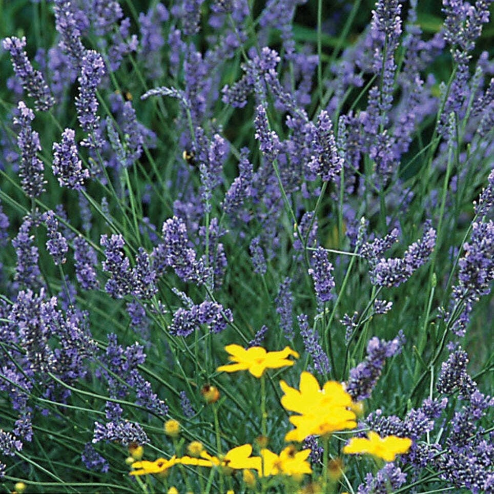 Lavender Grosso Fat Spike | Boulevard Flower Gardens