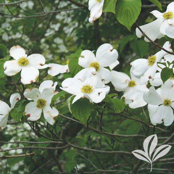 Cornus florida White Flowering 7 Gallon | Boulevard Flower Gardens