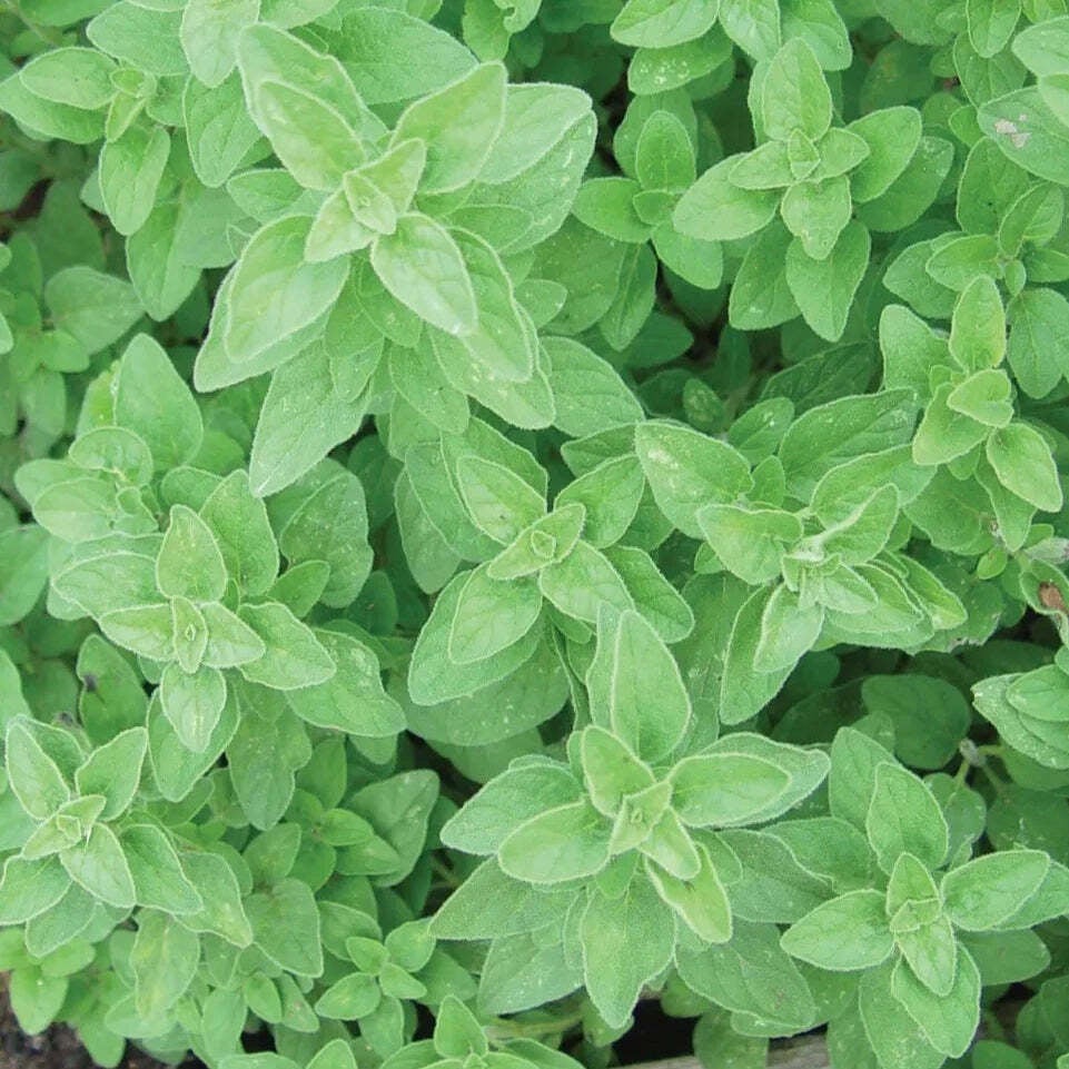 Oregano Italian 4.5" | Boulevard Flower Gardens