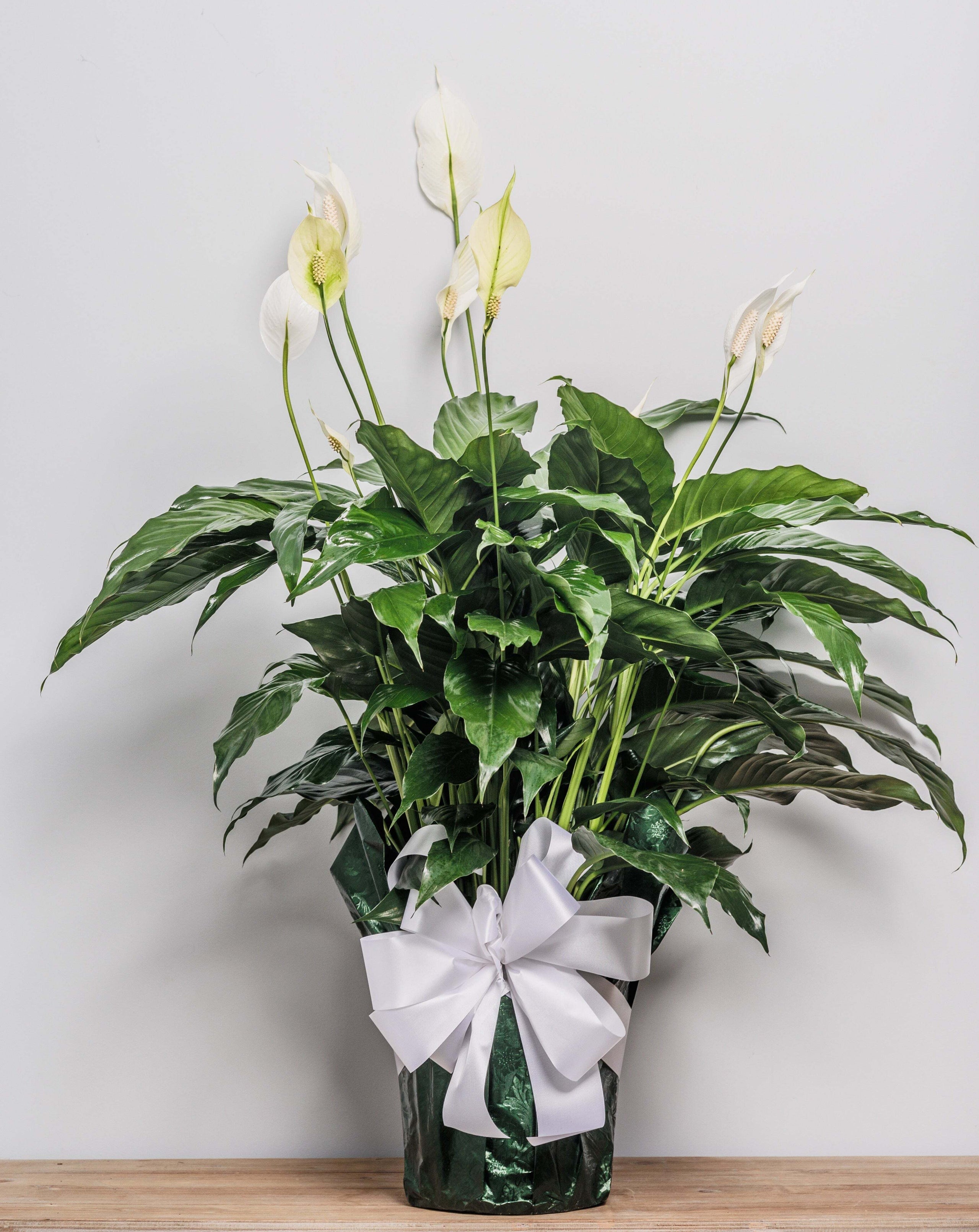 Peace Lily Wrapped 8" | Boulevard Flower Gardens