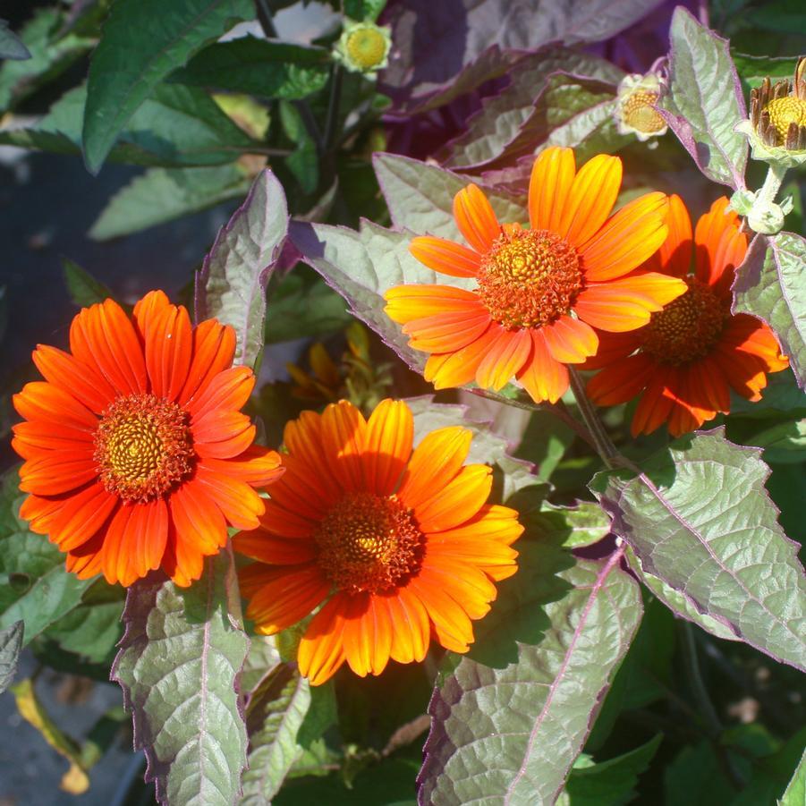 Heliopsis Bleeding Hearts False Sunflower 1 Gal | Boulevard Flower Gardens