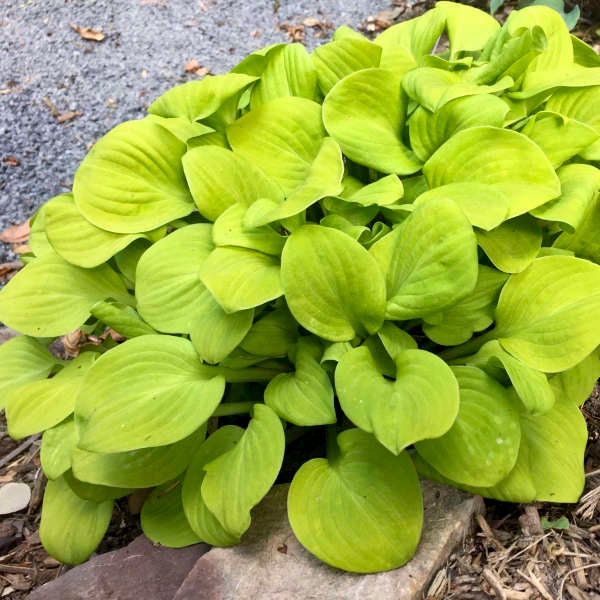 Hosta Sun Mouse Qt | Boulevard Flower Gardens