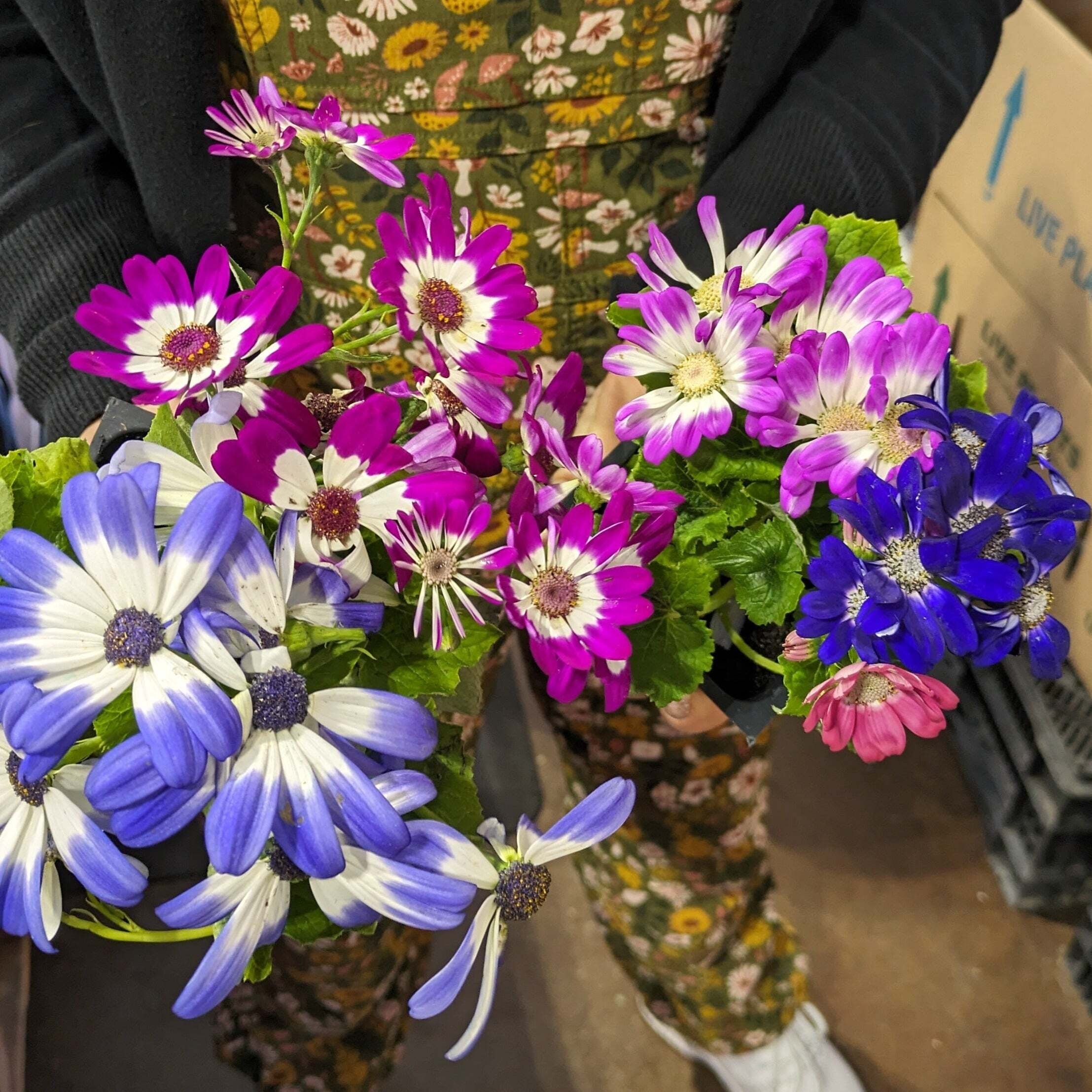 Cineraria 3 5 Boulevard Flower Gardens Cineraria 3 5 Boulevard Flower Gardens