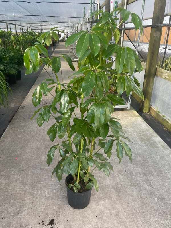 Schefflera Amate | Boulevard Flower Gardens