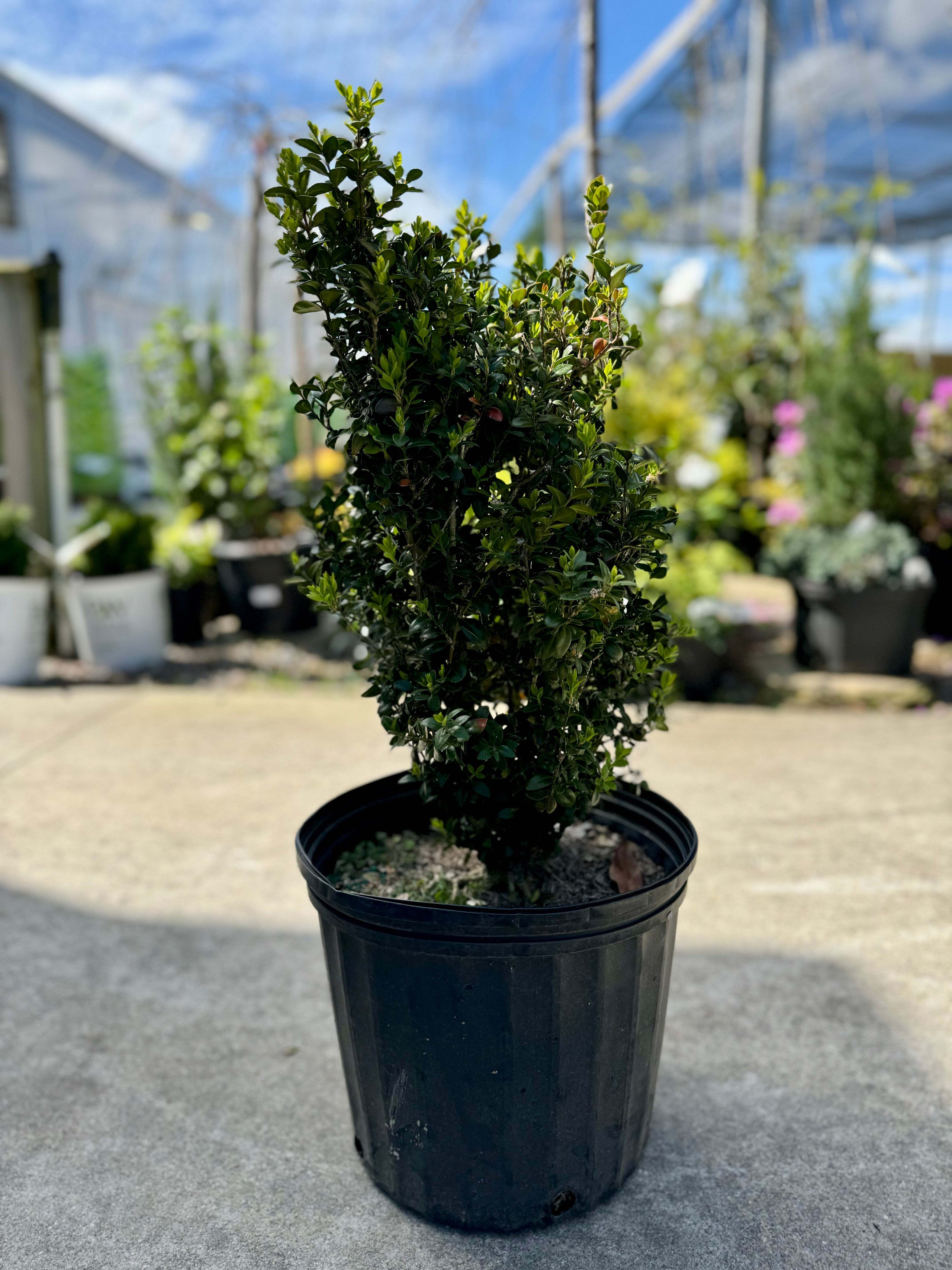 Buxus Dee Runk | Boulevard Flower Gardens