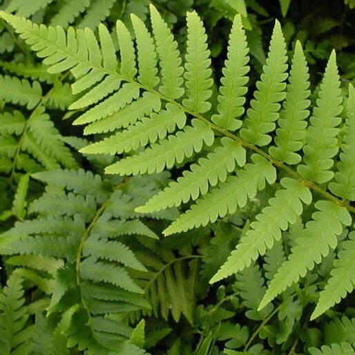 Dryopteris Dixie Wood Fern | Boulevard Flower Gardens