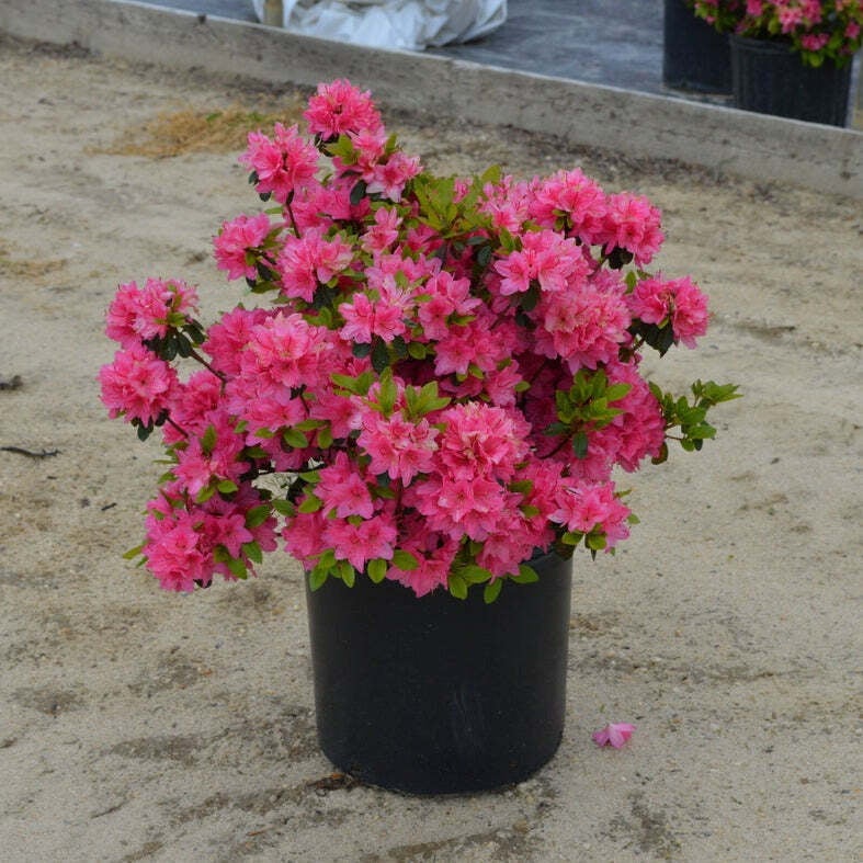 Azalea Tradition 3 Gallon | Boulevard Flower Gardens
