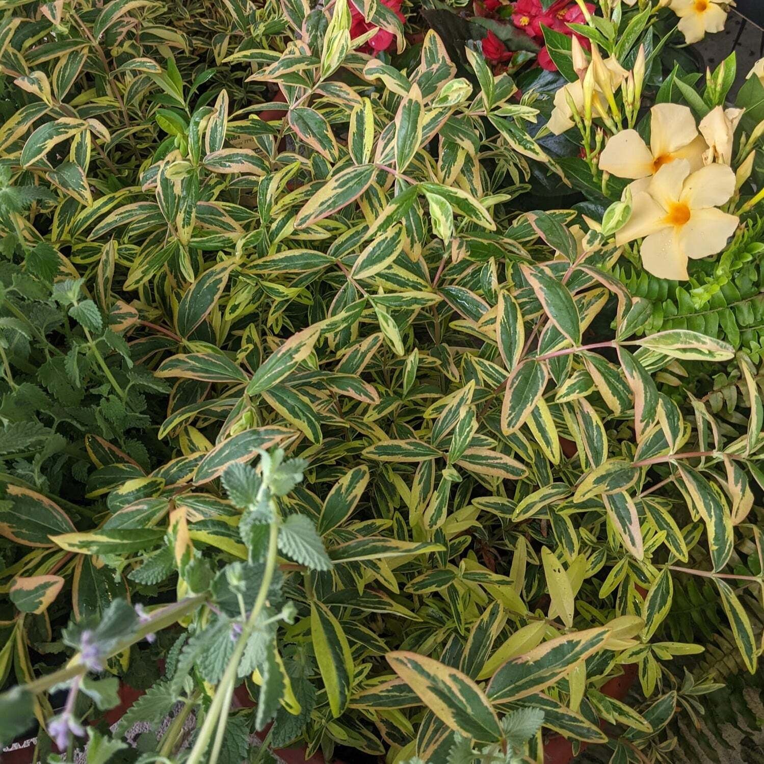 Hypericum Fiesta St Johns Wort 10" Tub | Boulevard Flower Gardens