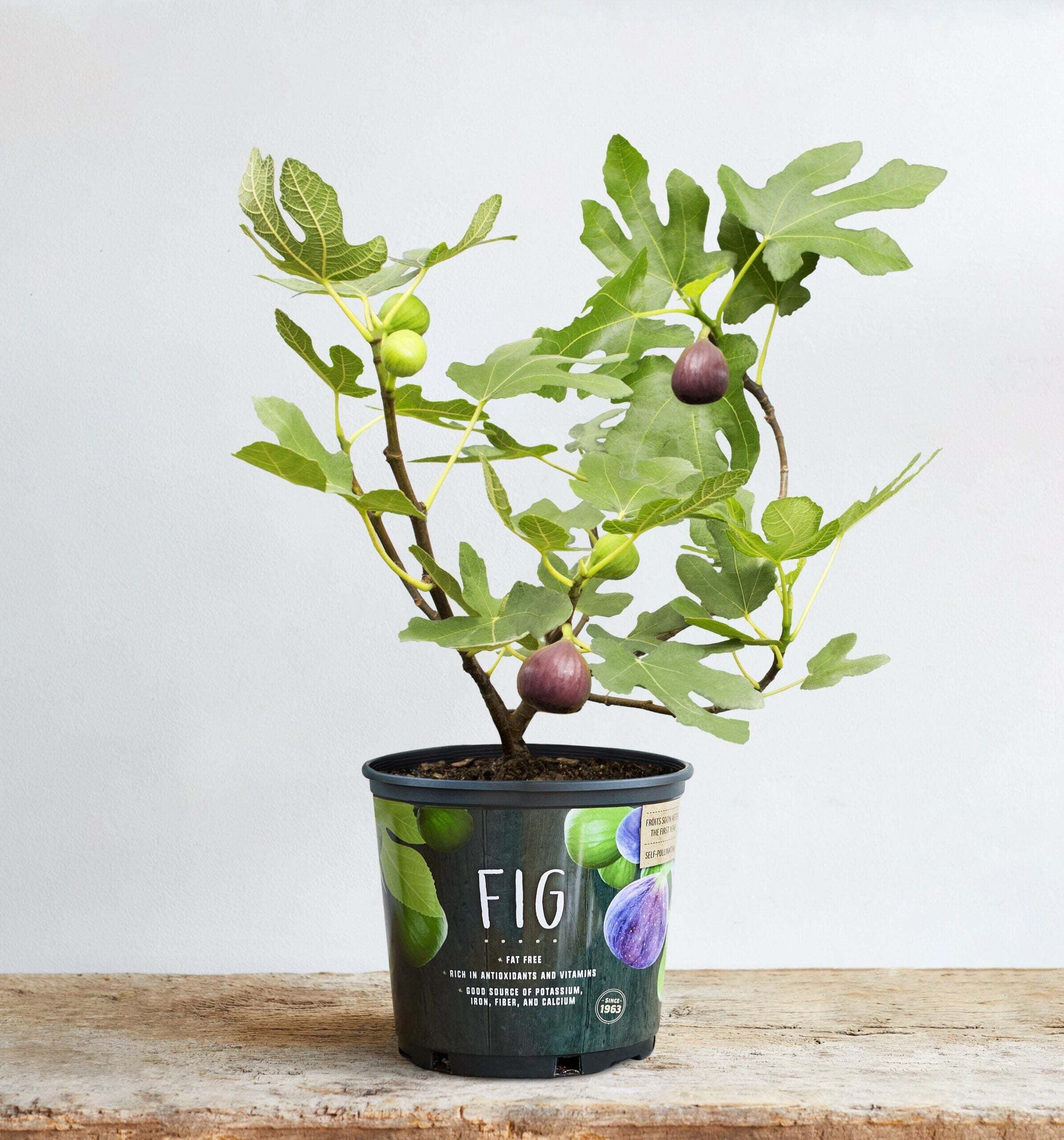 Fig Self-Pollinating Assorted 1 Gal | Boulevard Flower Gardens