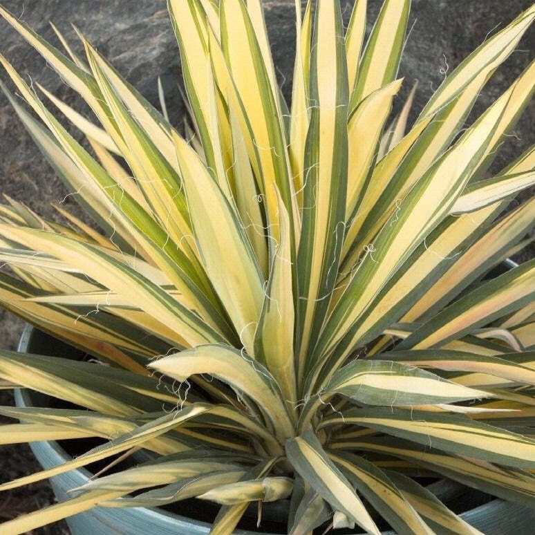 Yucca Color Guard | Boulevard Flower Gardens