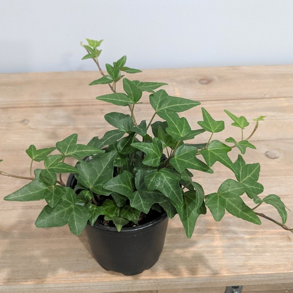 TF Ivy Assorted | Boulevard Flower Gardens