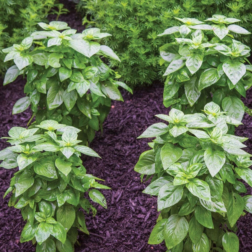 Basil Everleaf Emerald Towers 4.5" | Boulevard Flower Gardens