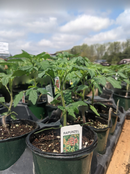 Vegetable 4" | Boulevard Flower Gardens