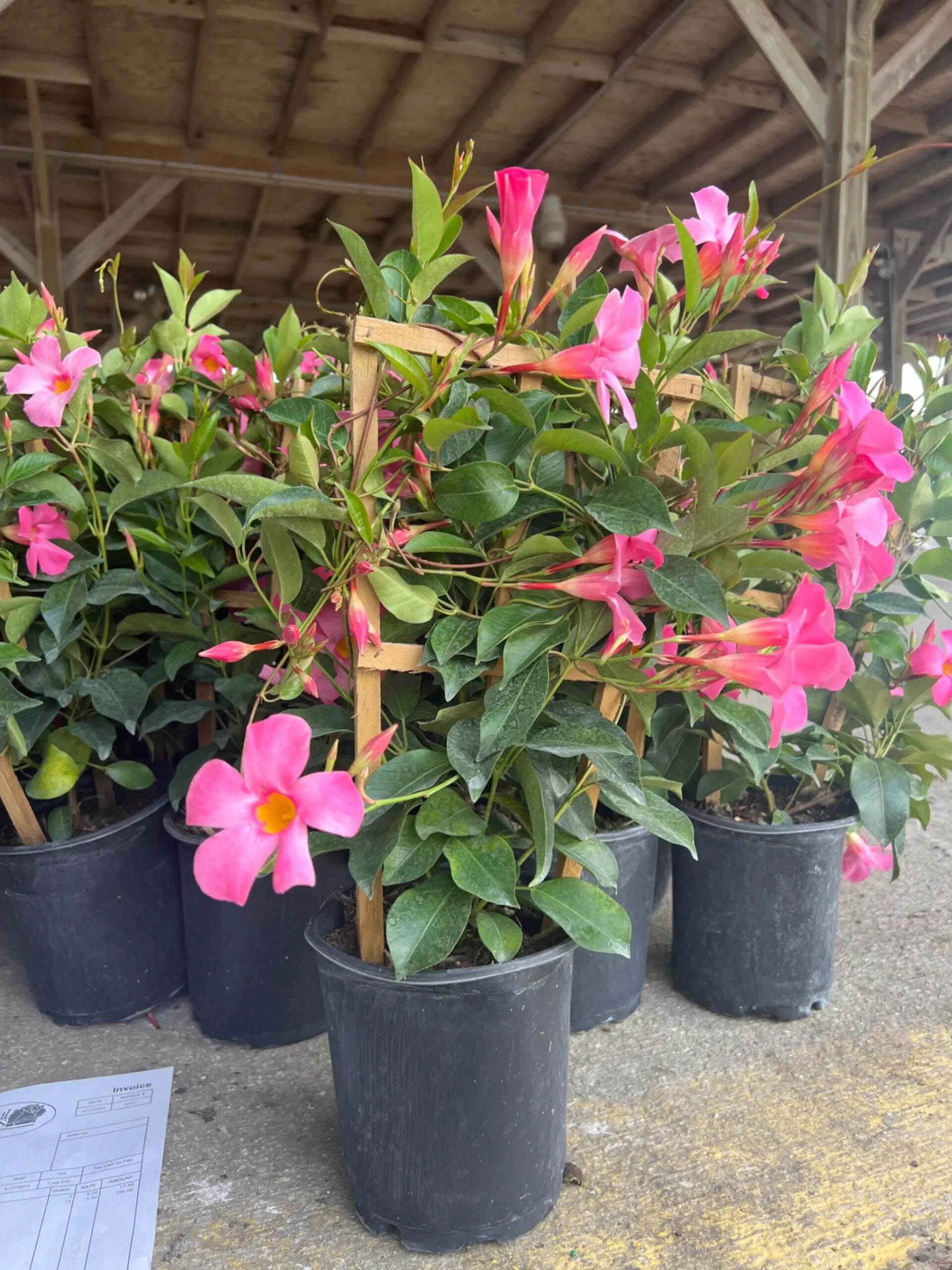 Mandevilla Trellis | Boulevard Flower Gardens