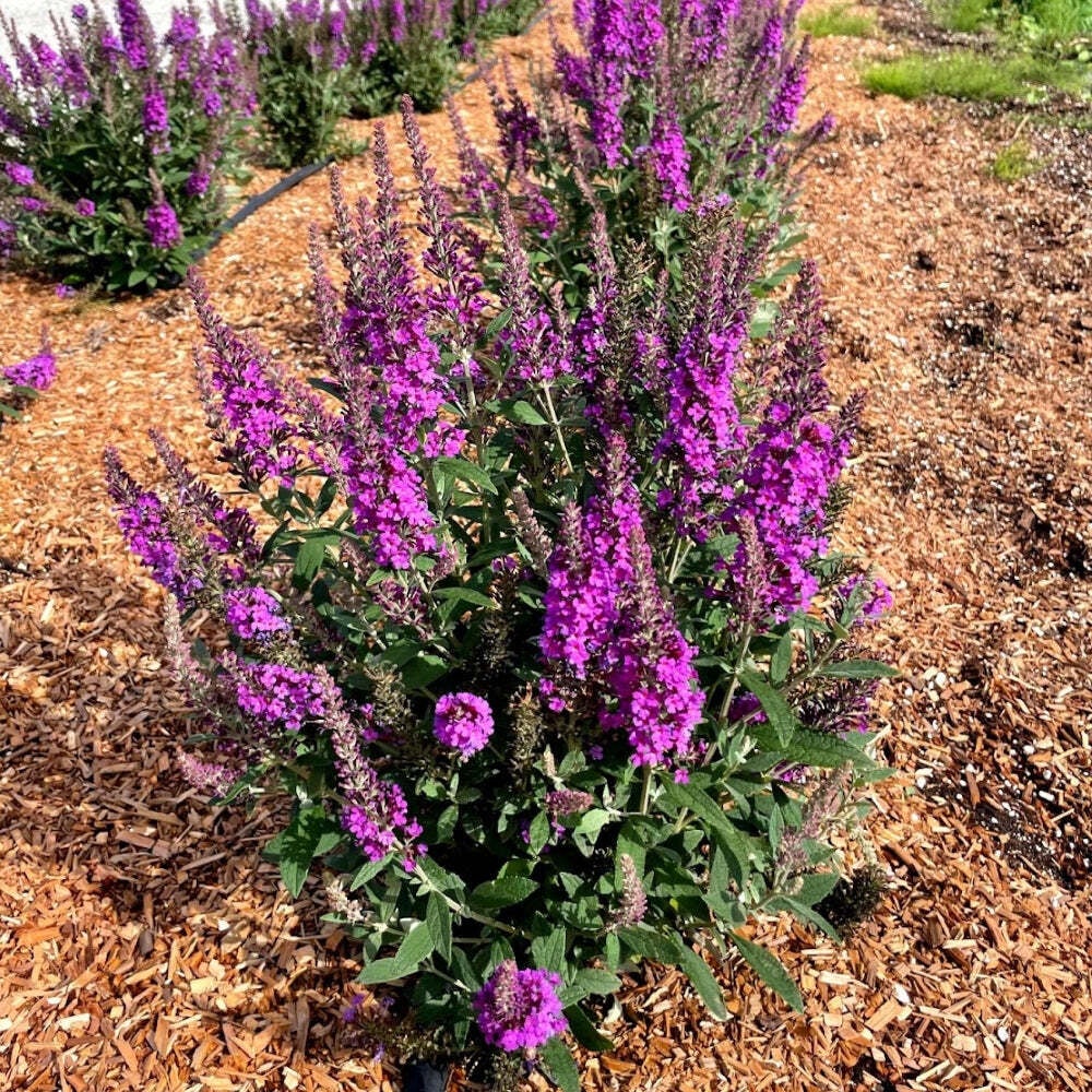 Buddleia Birthday Cake 3 Gallon | Boulevard Flower Gardens